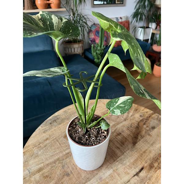 Støtte til planter og blomster Støtte Støtte STRONG Griber med stang ...