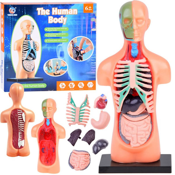 Undervisningssæt Anatomisk model MENNESKEKROP + organer 11 stk. ZA5200 ...